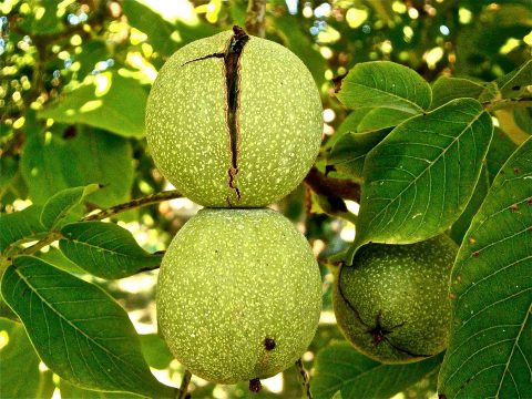 Growing Walnuts with Organic Fertilizer - A guide for orchard management