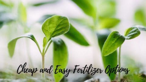 Homemade Fertilizers for Houseplants and Gardens - 15 Easy to Make Options