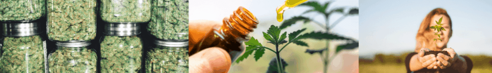 Cannabis Fertilizer: Best Marijuana Fertilizers & Nutrients [Dank Buds!]