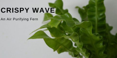 Crispy Wave Plant Care - Grow The Amazing 'Air Purifying' Fern Inside.